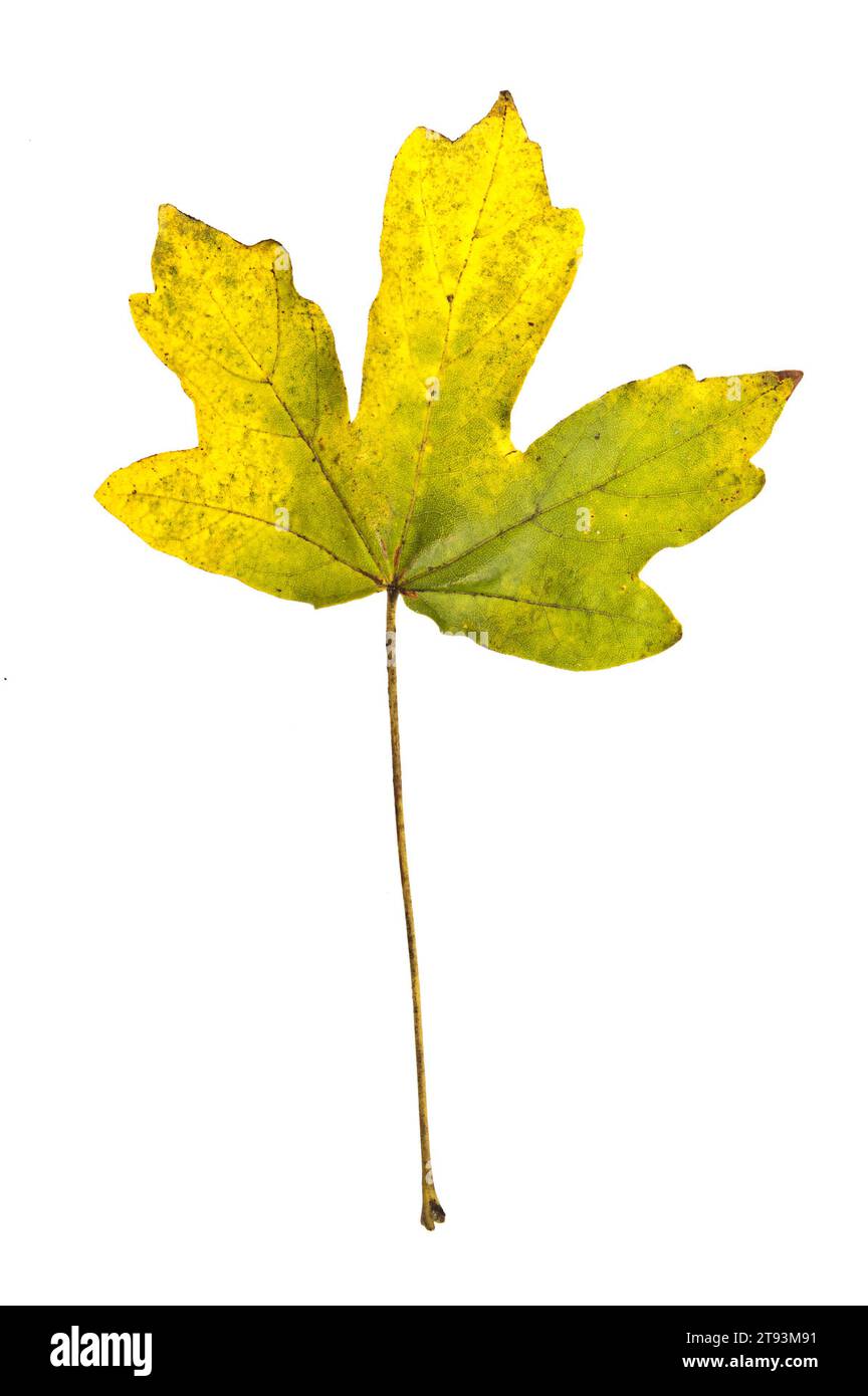 autumn leaf isolated Stock Photo - Alamy