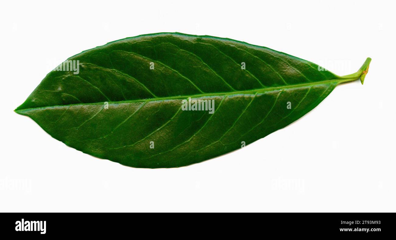 green leaf isolated Stock Photo - Alamy