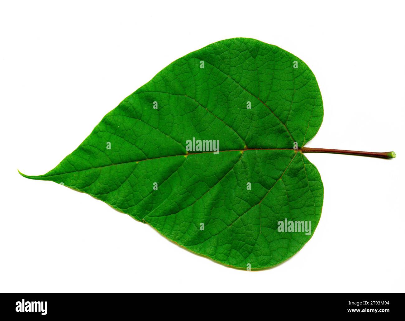 Green leaf cut out hi-res stock photography and images - Alamy