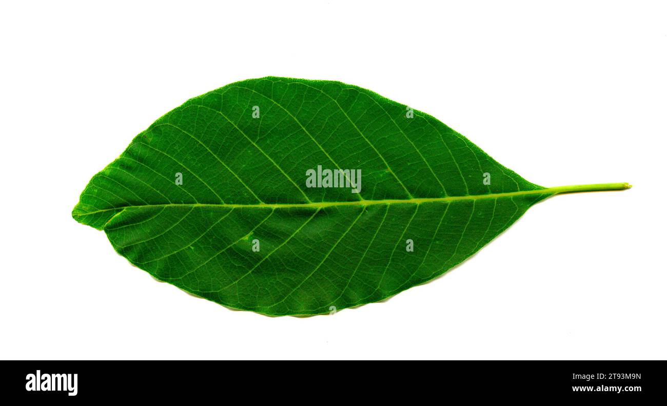 green leaf isolated Stock Photo - Alamy