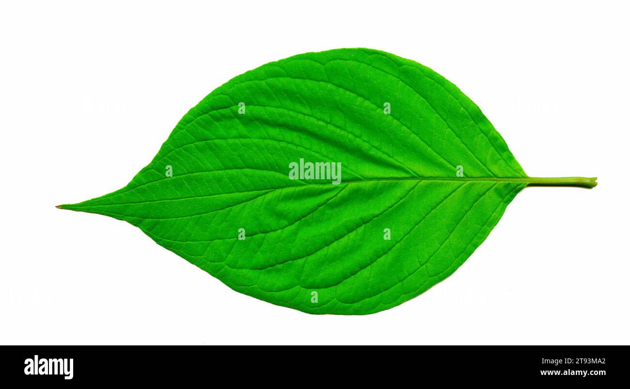 green leaf isolated Stock Photo - Alamy