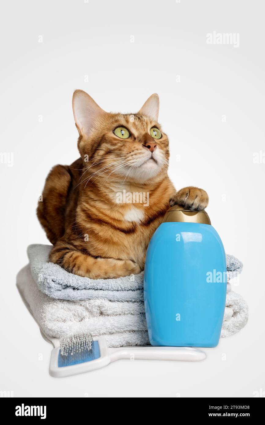 Cute cat with tools for bathing animals, hygiene on a white background ...