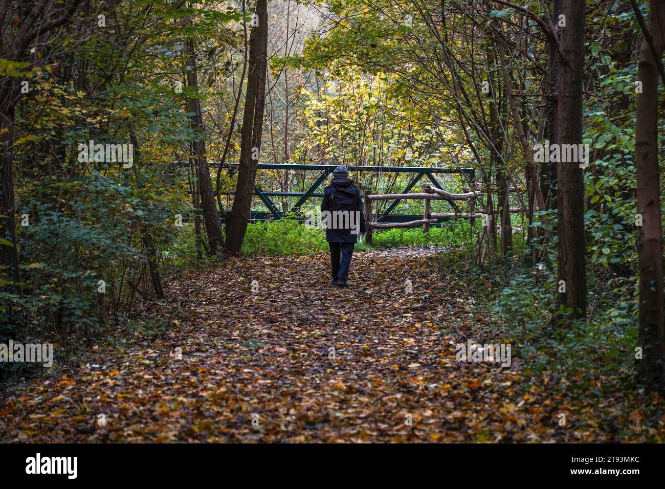A woman walks alone a forest trail in Holland in autumn, Limburg ...