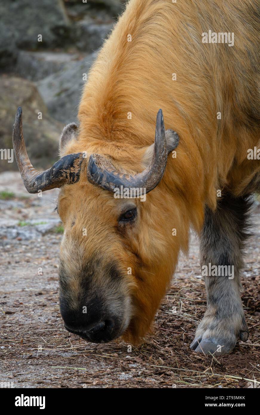 Sichuan Takin - Budorcas tibetanus tibetanus, portrait of beautiful ...