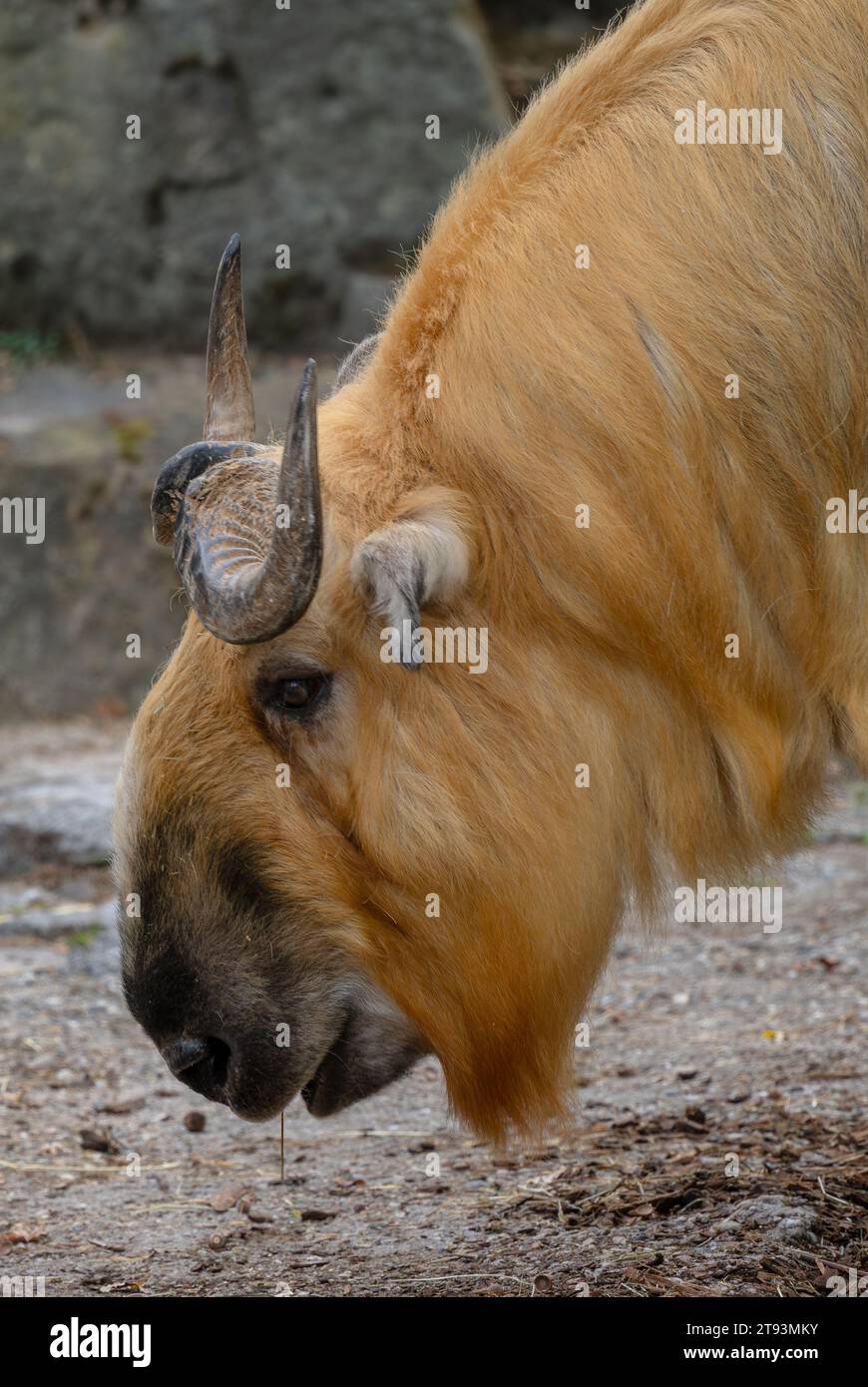 Sichuan Takin - Budorcas tibetanus tibetanus, portrait of beautiful ...