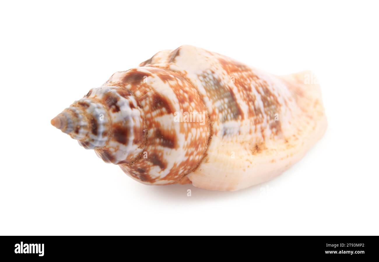 Beautiful seashell isolated on white. Beach object Stock Photo - Alamy