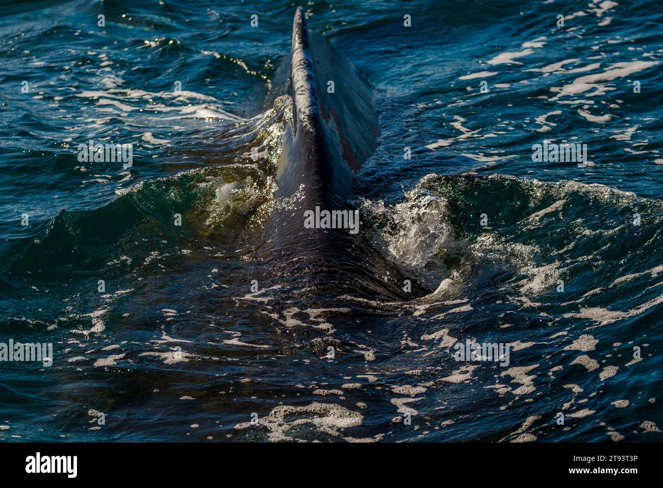 Close-up view of adult Hump Back Whale Dorsal Fin Stock Photo - Alamy