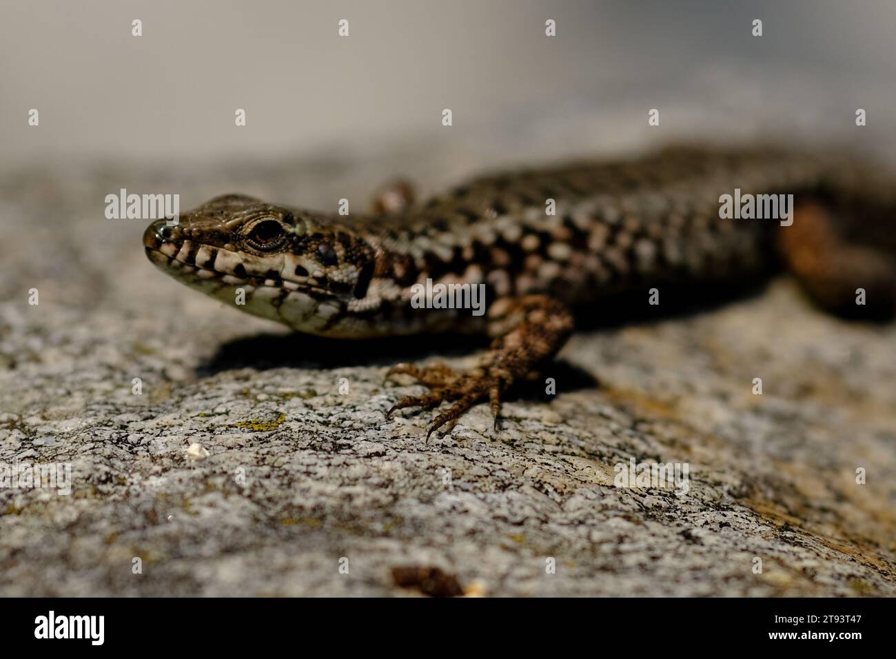 Beautiful young sand lizards enjoying the sun in Germany. Young sand ...