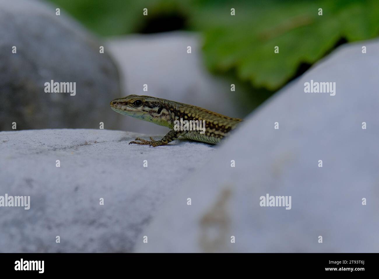 Sand lizards hi-res stock photography and images - Alamy