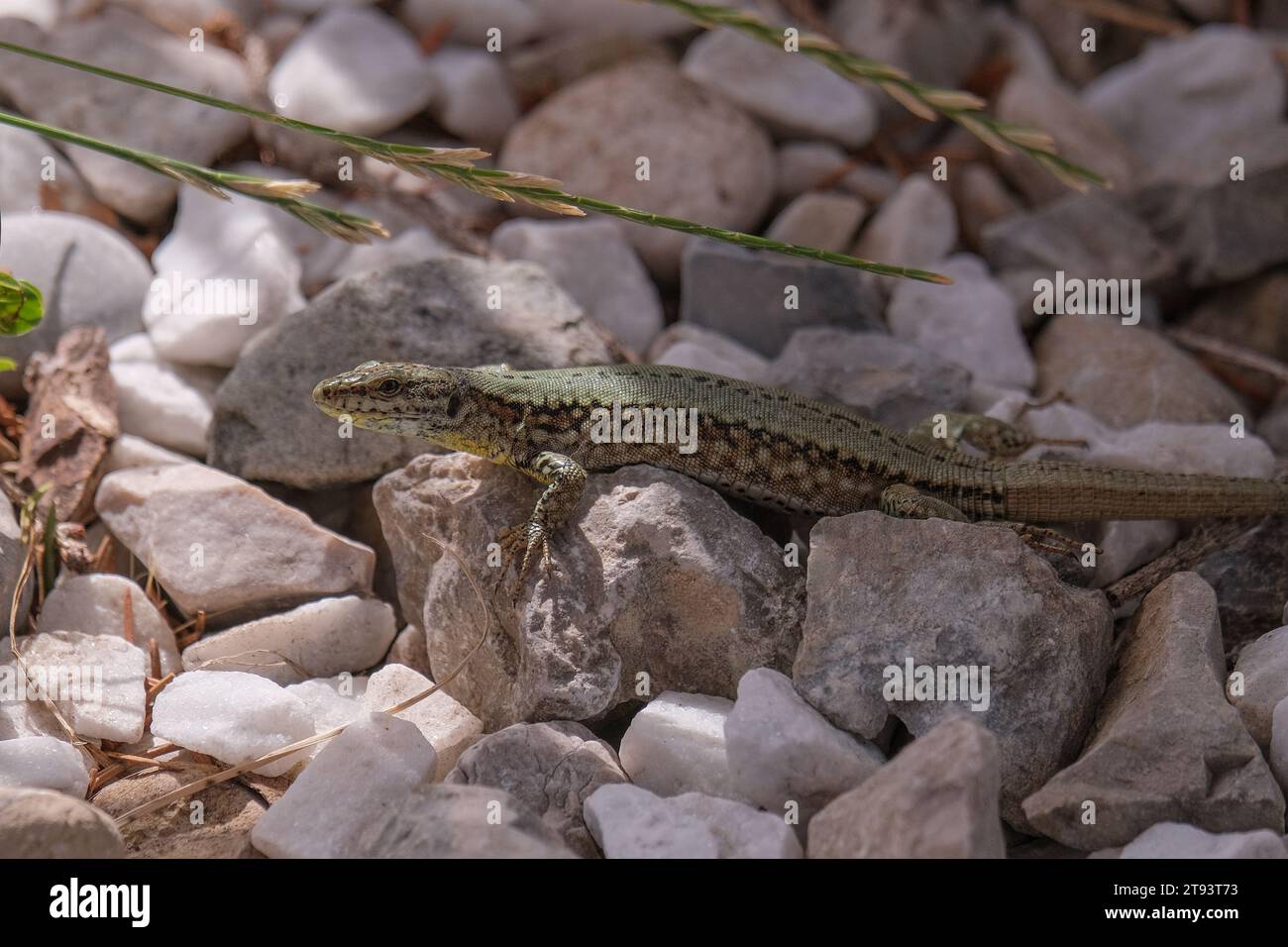Reptile scale hi-res stock photography and images - Alamy