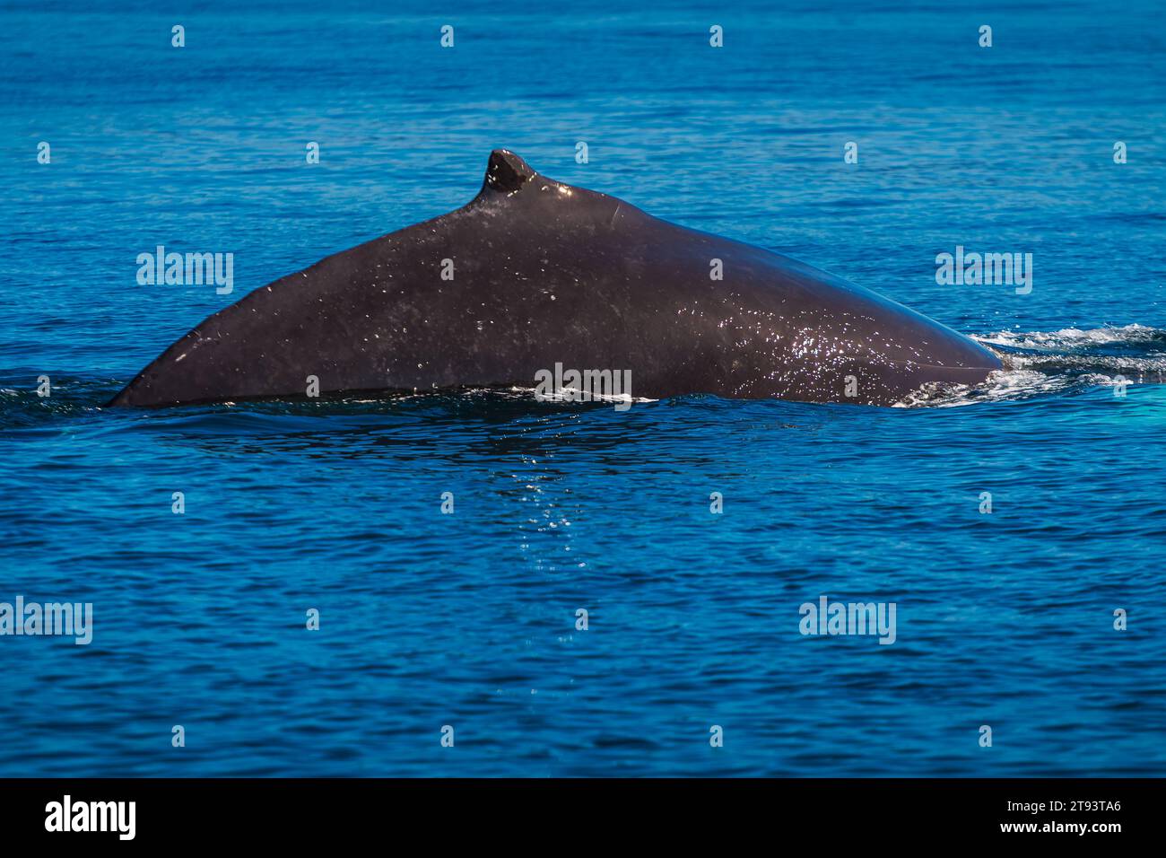 Close-up view of adult Hump Back Whale Dorsal Fin Stock Photo - Alamy