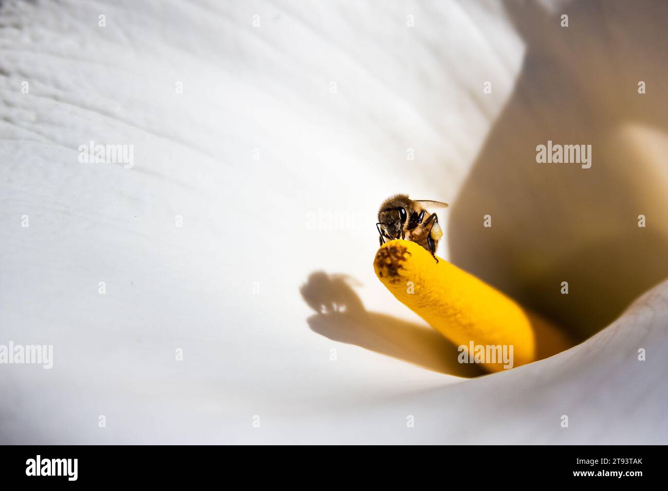 Bee collecting pollen and with legs full of honey in a Calla Lilies ...