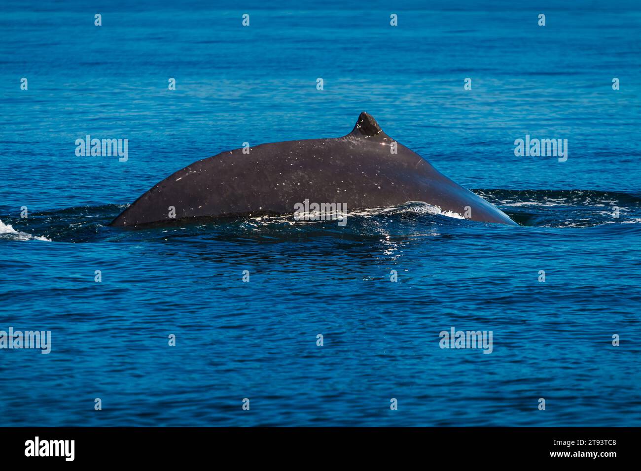 Humpback dorsal fin hi-res stock photography and images - Alamy
