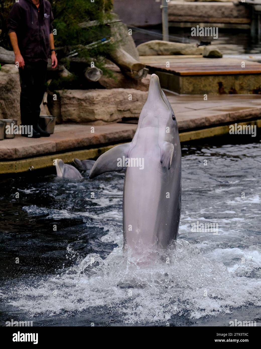Leaping dolphins in a show at Nuremberg Zoo, taken in Germany on a ...