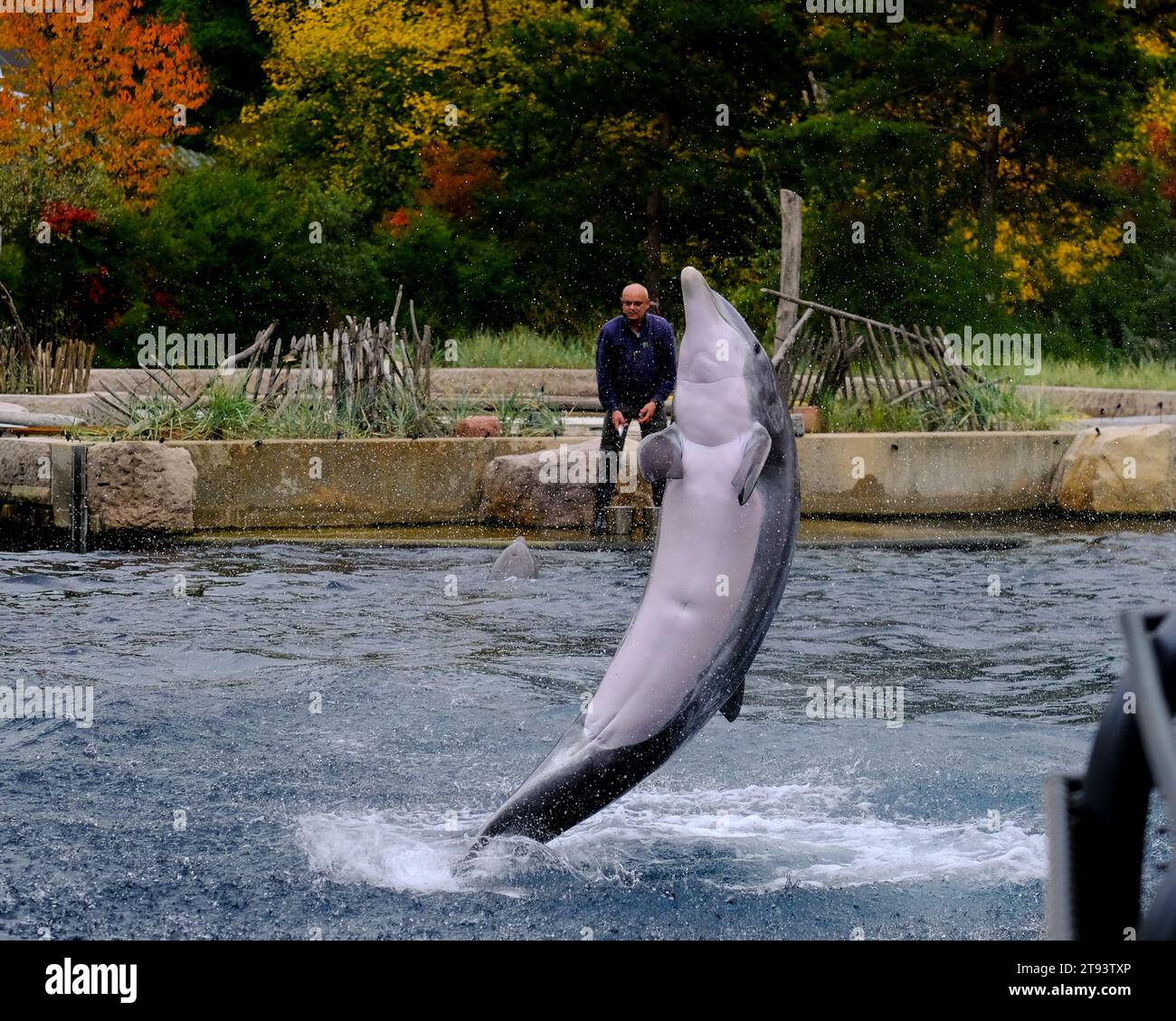Watching dolphins in aquatic show hi-res stock photography and images ...