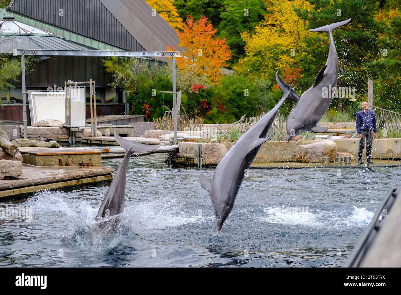 Watching dolphins in aquatic show hi-res stock photography and images ...