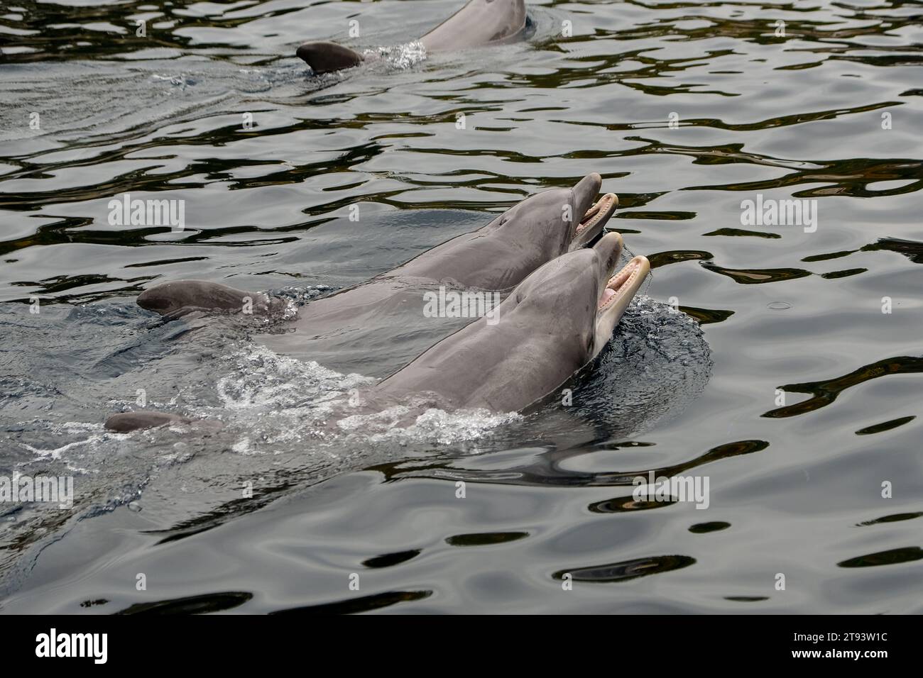 Watching dolphins in aquatic show hi-res stock photography and images ...