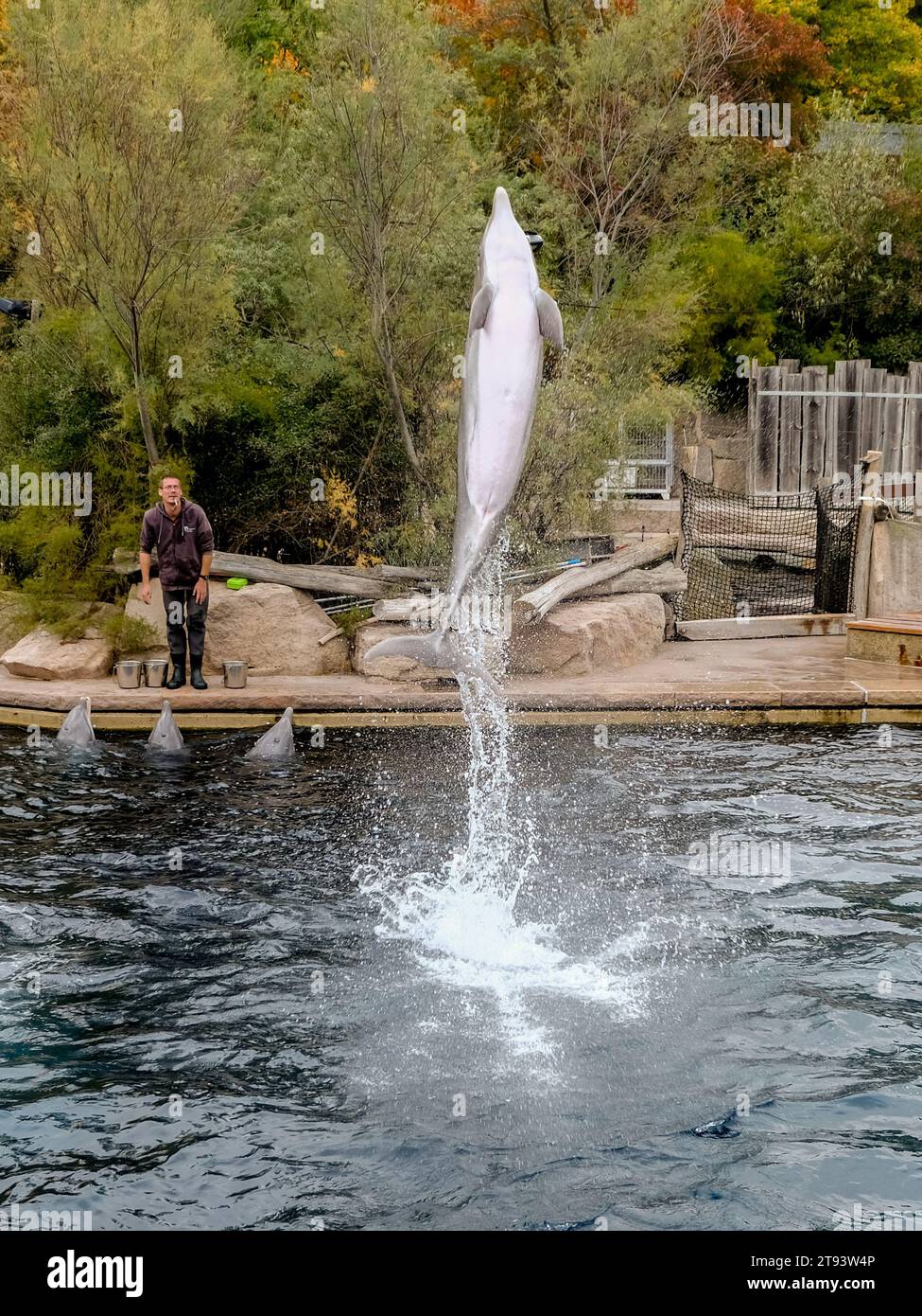 Watching dolphins in aquatic show hi-res stock photography and images ...