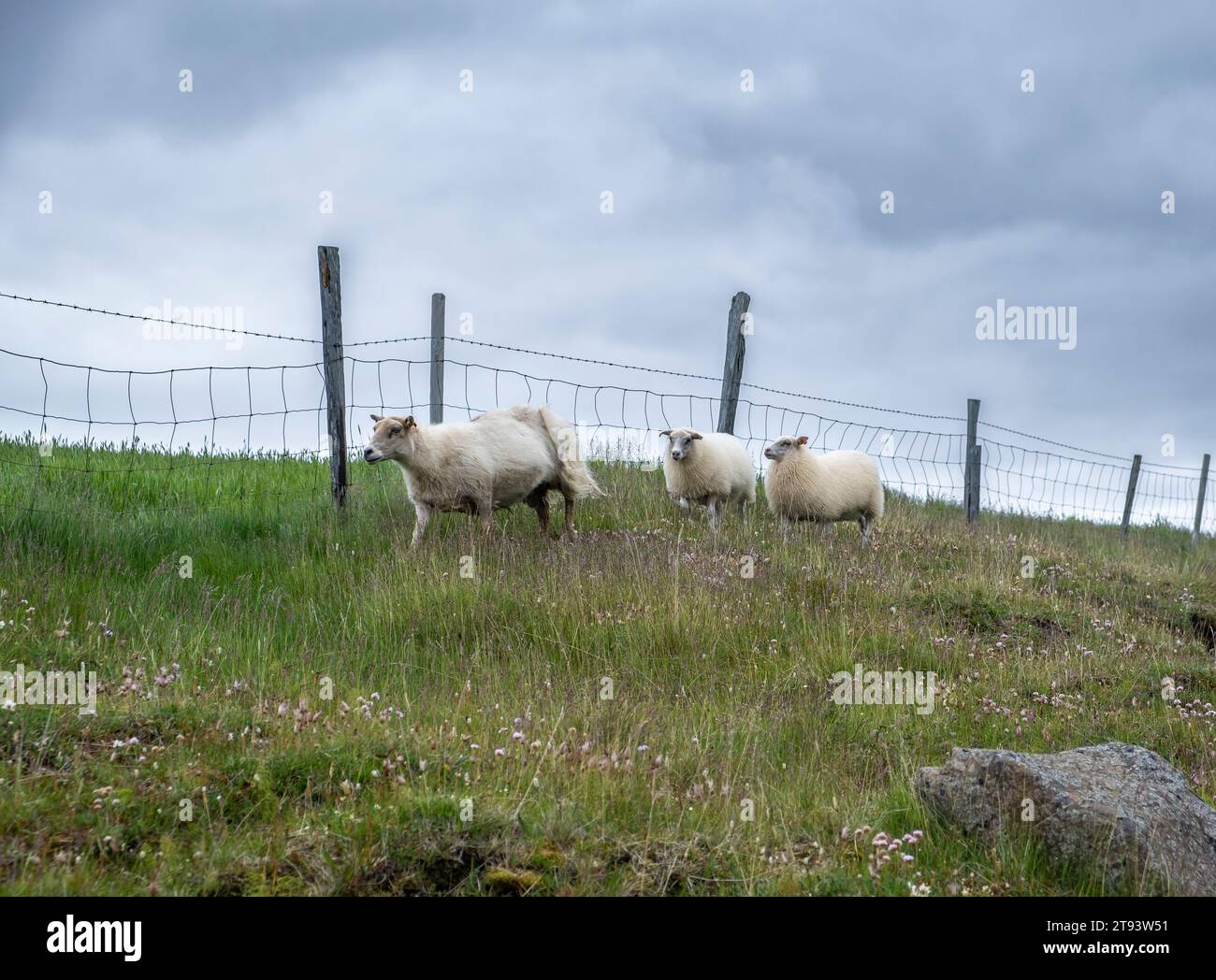 Sheep grazing on hillside in the eastern region of Iceland, Europe ...