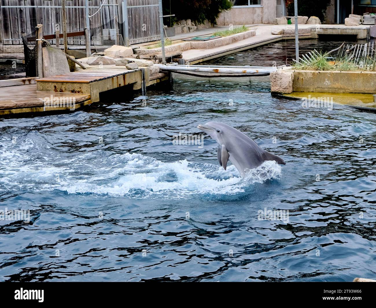 Leaping dolphins in a show at Nuremberg Zoo, taken in Germany on a ...