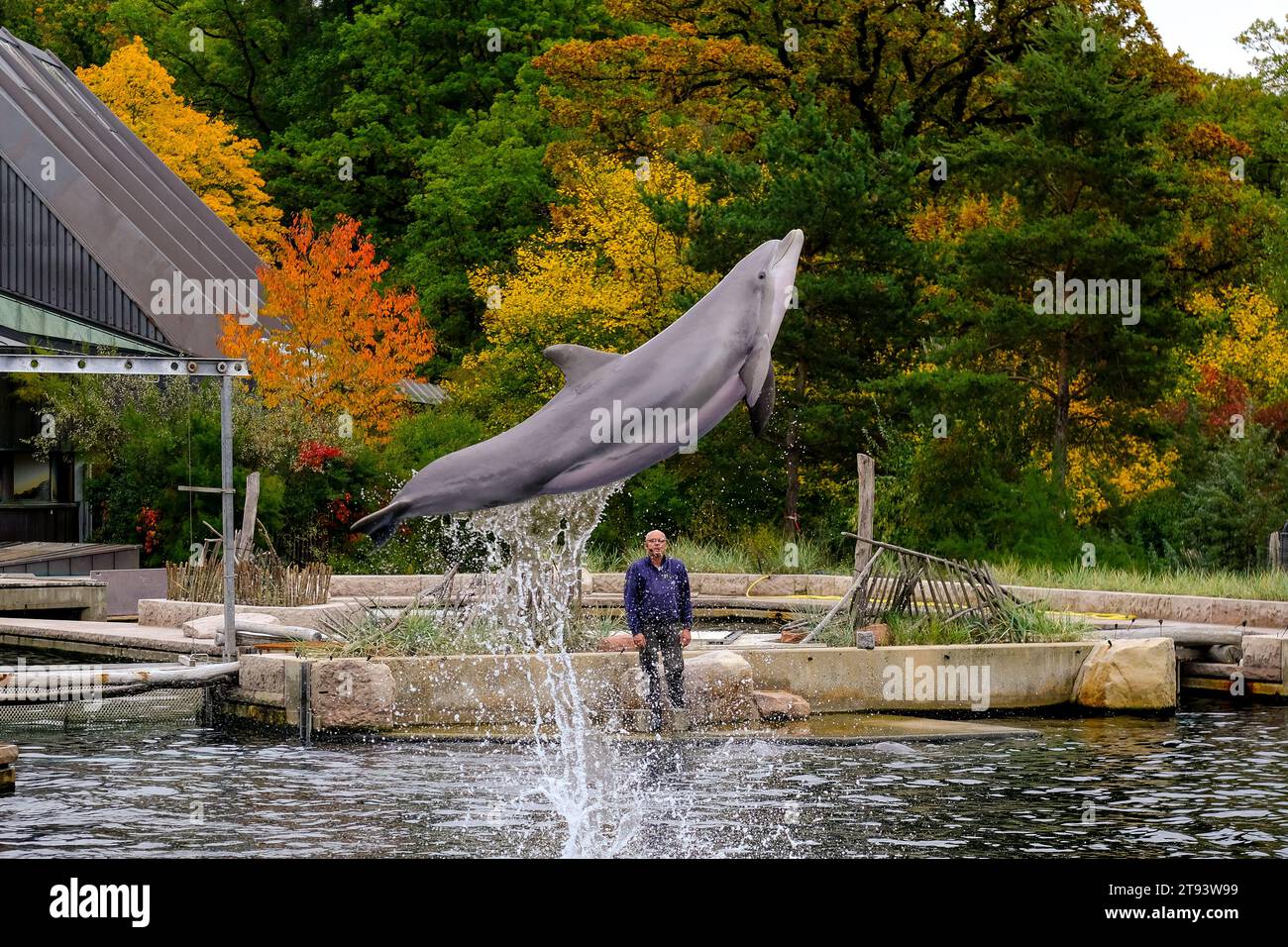 Leaping dolphins in a show at Nuremberg Zoo, taken in Germany on a ...