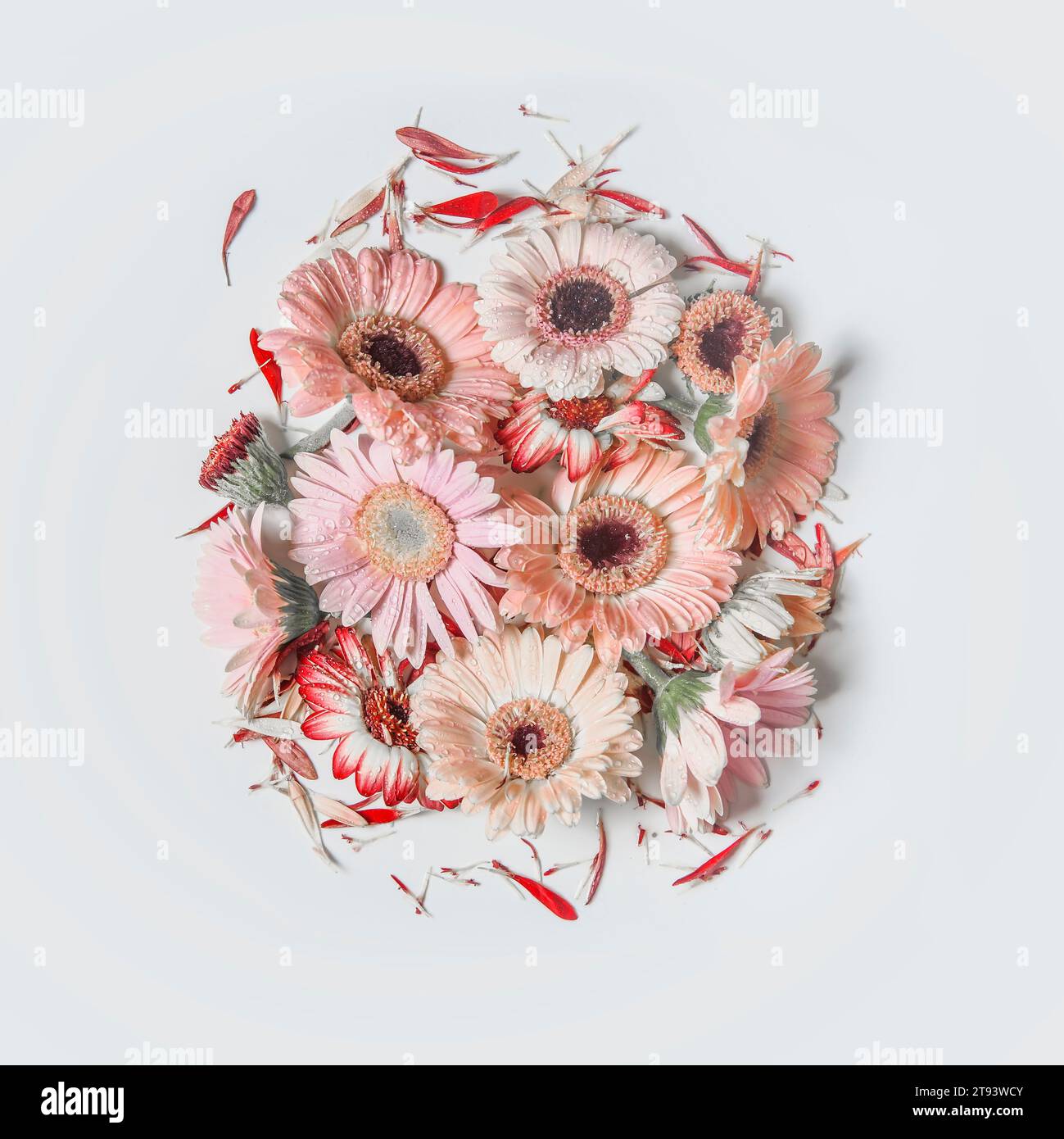 Pink pale flowers in circle shape at white background. Beautiful garden ...