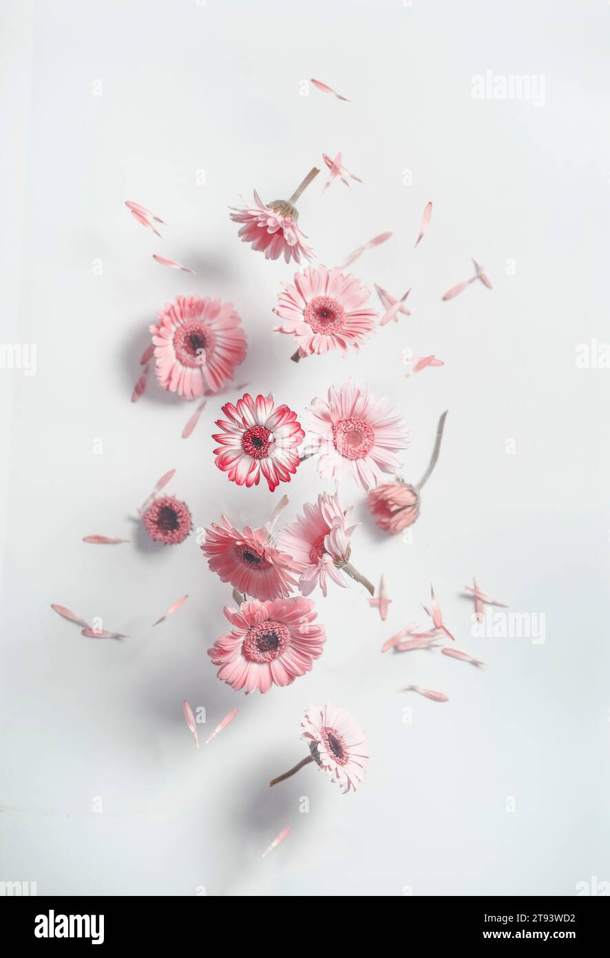 Flying pink daisy flowers at white wall background with shadows ...