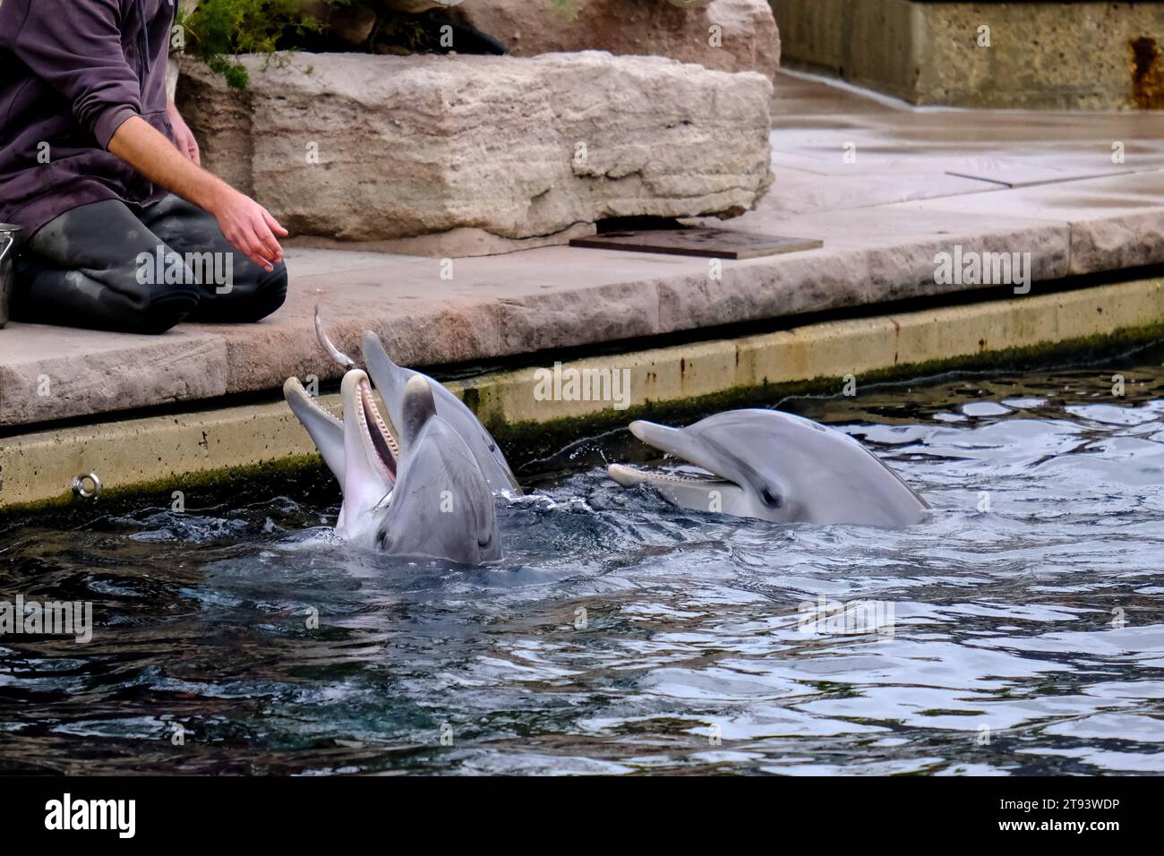Watching dolphins in aquatic show hi-res stock photography and images ...