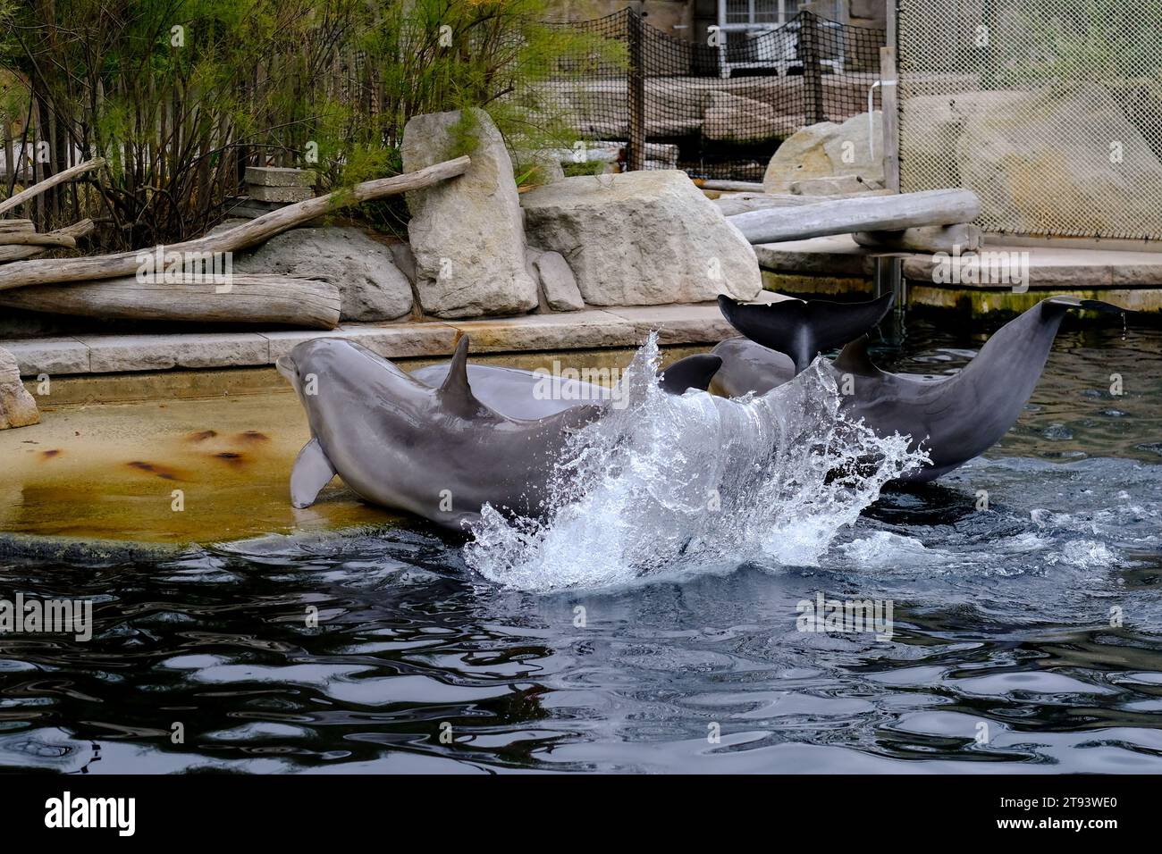 Leaping dolphins in a show at Nuremberg Zoo, taken in Germany on a ...