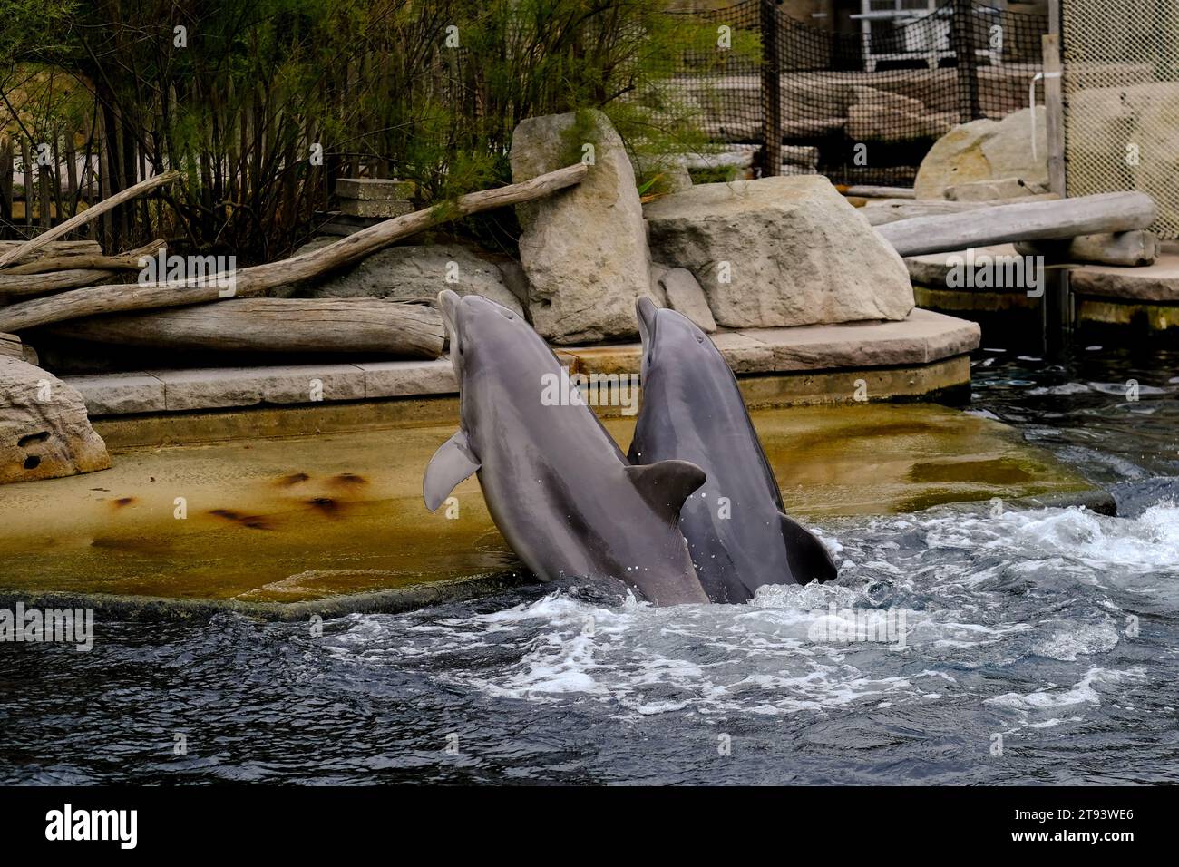 Watching dolphins in aquatic show hi-res stock photography and images ...