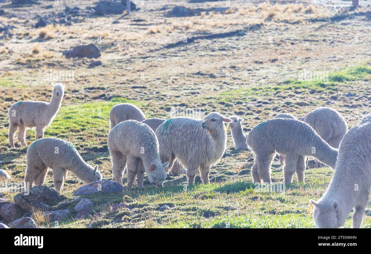 Peruvian alpaca in Andes, Peru, South America Stock Photo - Alamy