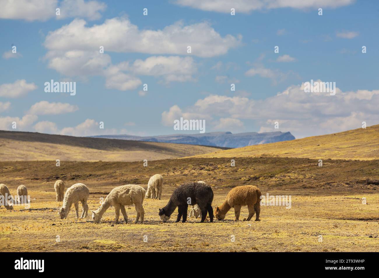 Peruvian alpaca in Andes, Peru, South America Stock Photo - Alamy