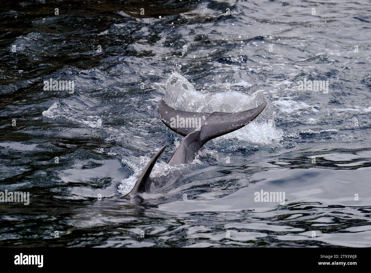 Leaping dolphins in a show at Nuremberg Zoo, taken in Germany on a ...