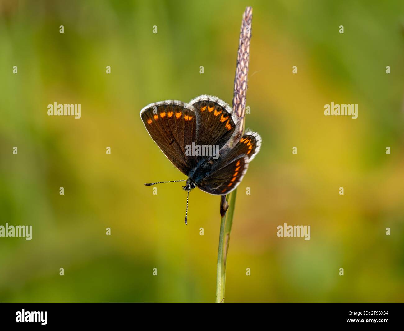 Brown Argus Butterfly on a Grass Stem Stock Photo - Alamy