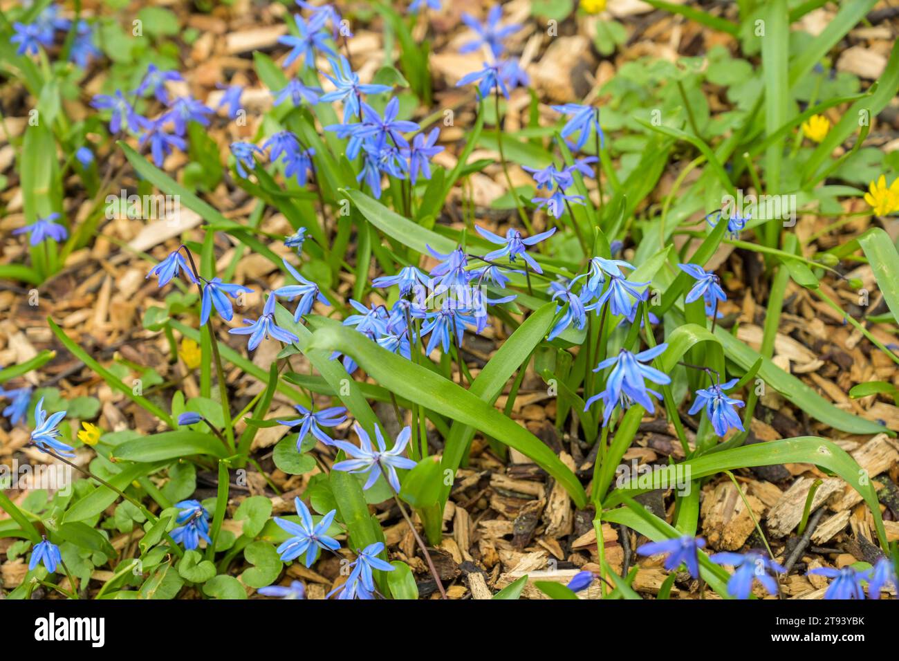Bodendecker Blauer Stern Isotoma fluviatilis, Park, Großer Tiergarten ...