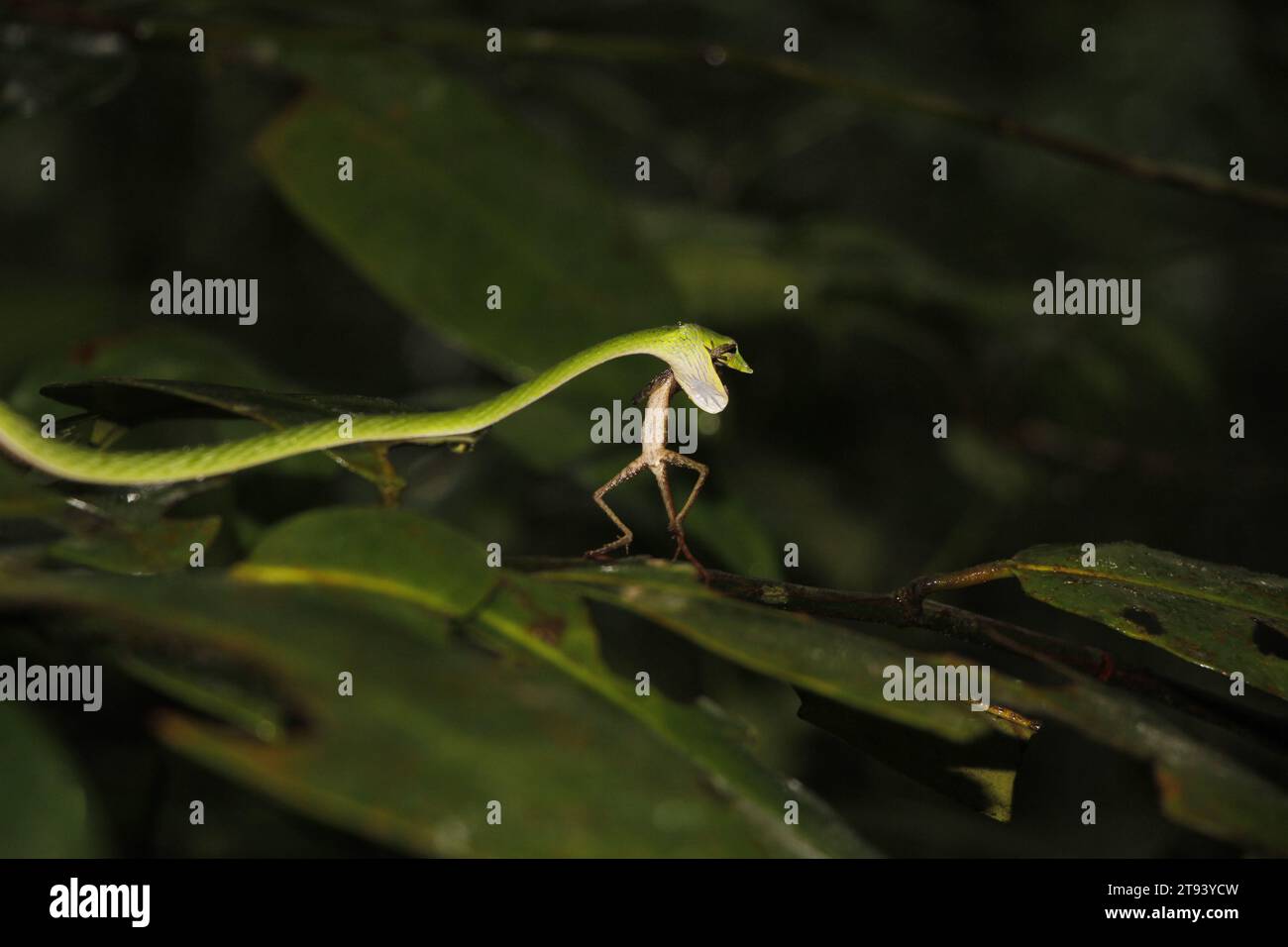 Green pit vipers snake on tree and Hunt the Chameleon in sri lanka ...