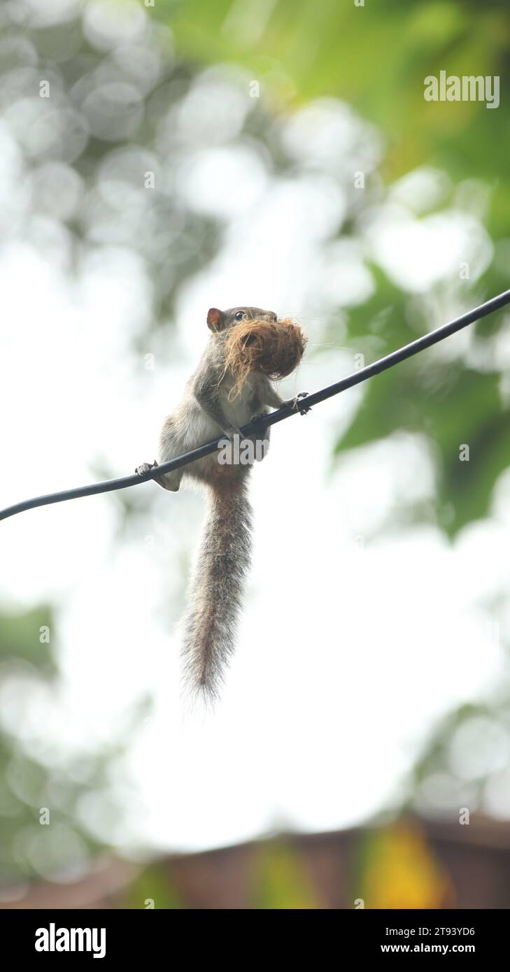 Close up to thai squirrel that was stop climbing and staring at ...