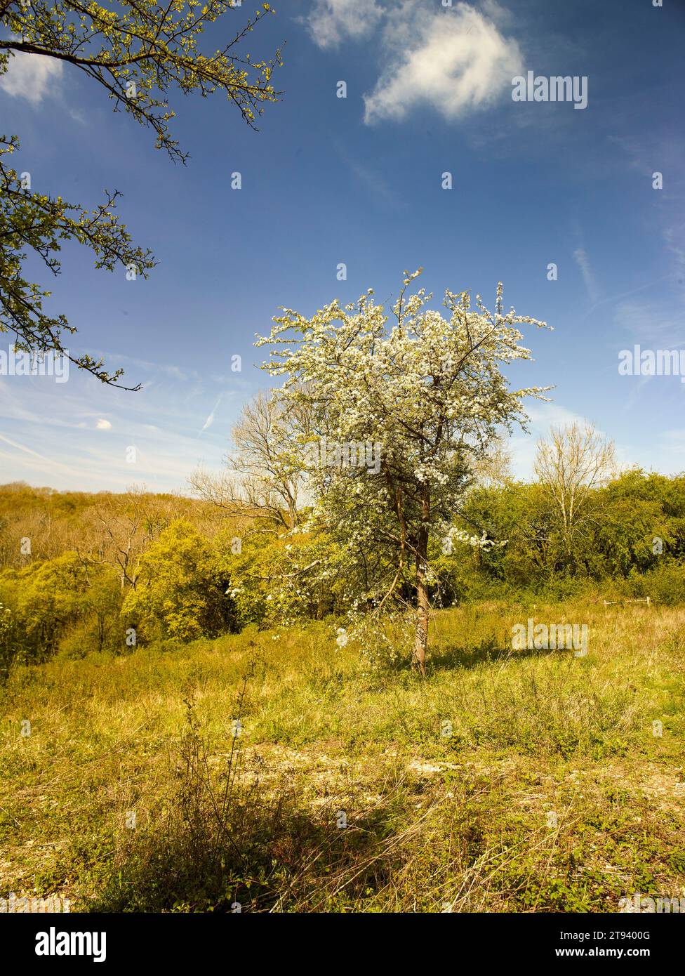 Lone crab apple tree on high ground in full spring blossom with a sunny ...