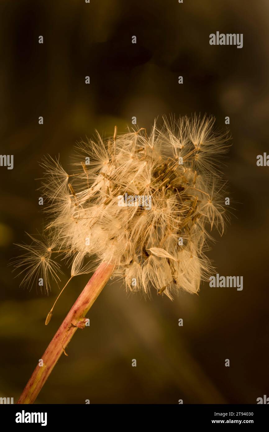 Poster ready macro semi abstract nature still life portrait of the ...