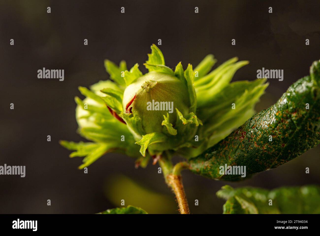Natural very close up food glamorous still life of Cob Nuts Stock Photo ...