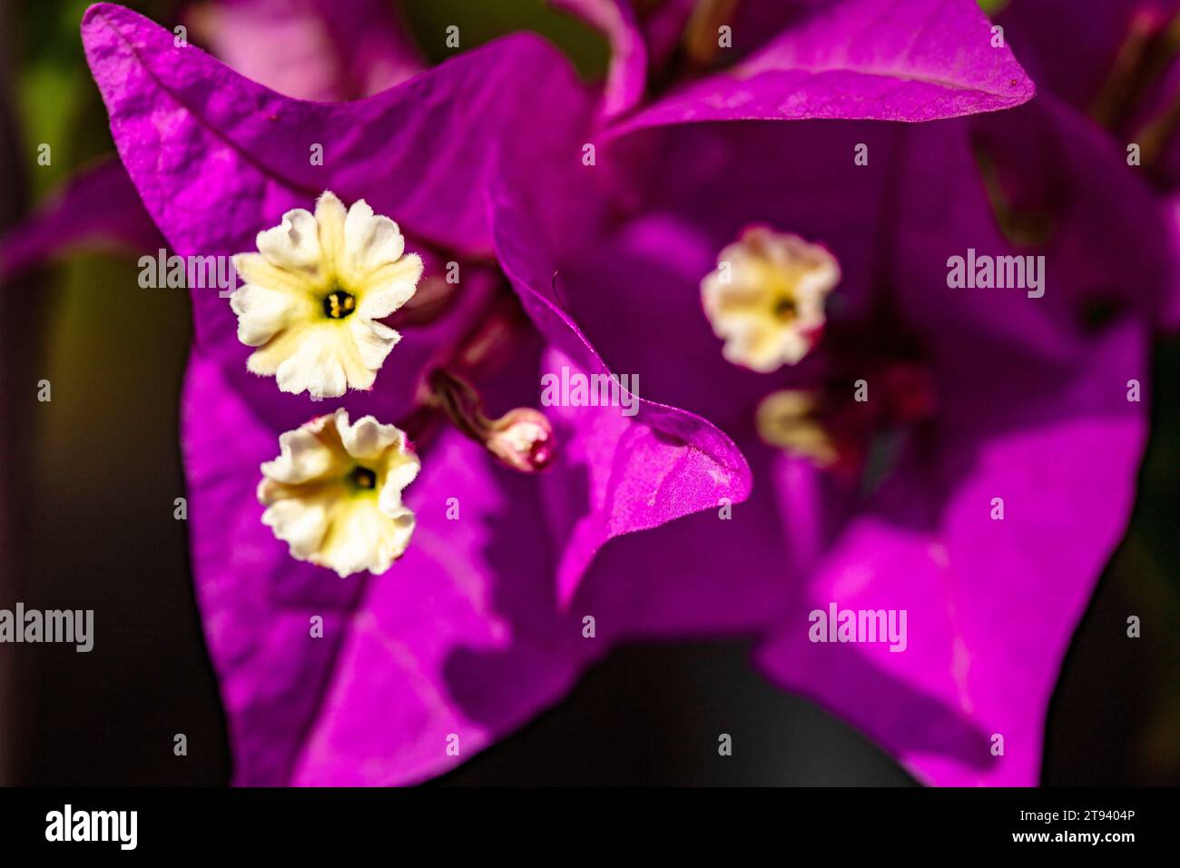 Very closeup, macro, of petite yet prolific Bougainvillea bloom in soft ...