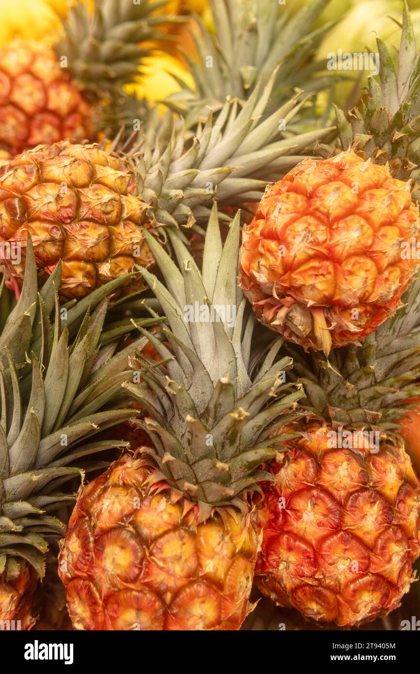 Close up high resolution still life of a large group of pineapples ...