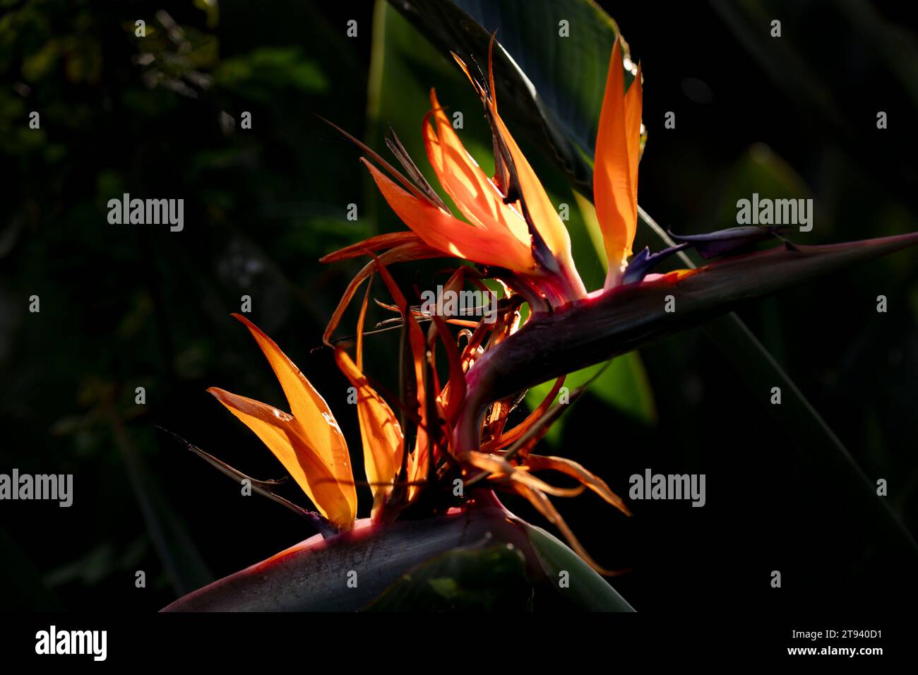 Natural close up high resolution flowering plant portrait of the ever ...