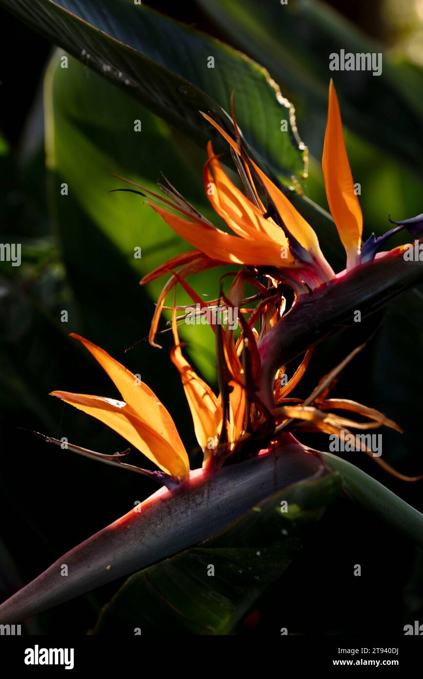 Natural close up high resolution flowering plant portrait of the ever ...