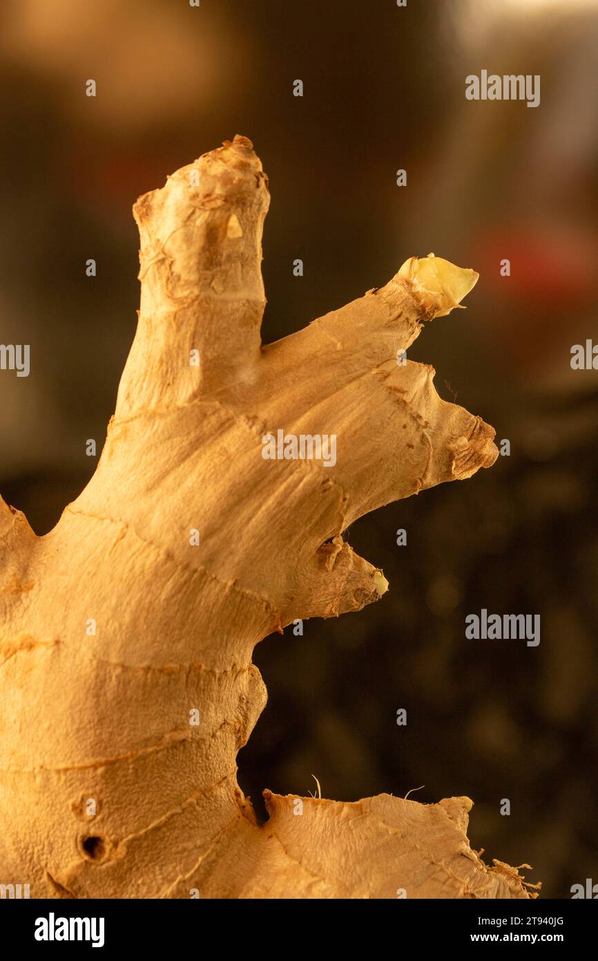Very close up quirky food still life portrait of root ginger (Zingiber ...