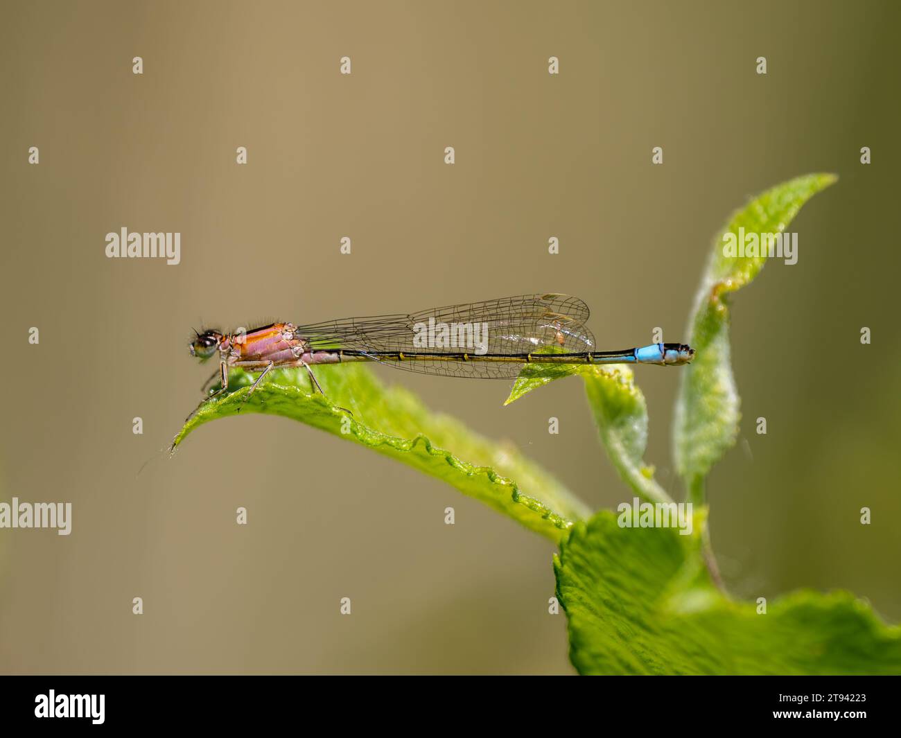 Blue-tailed damselfly with pink body (rufescens Stock Photo - Alamy