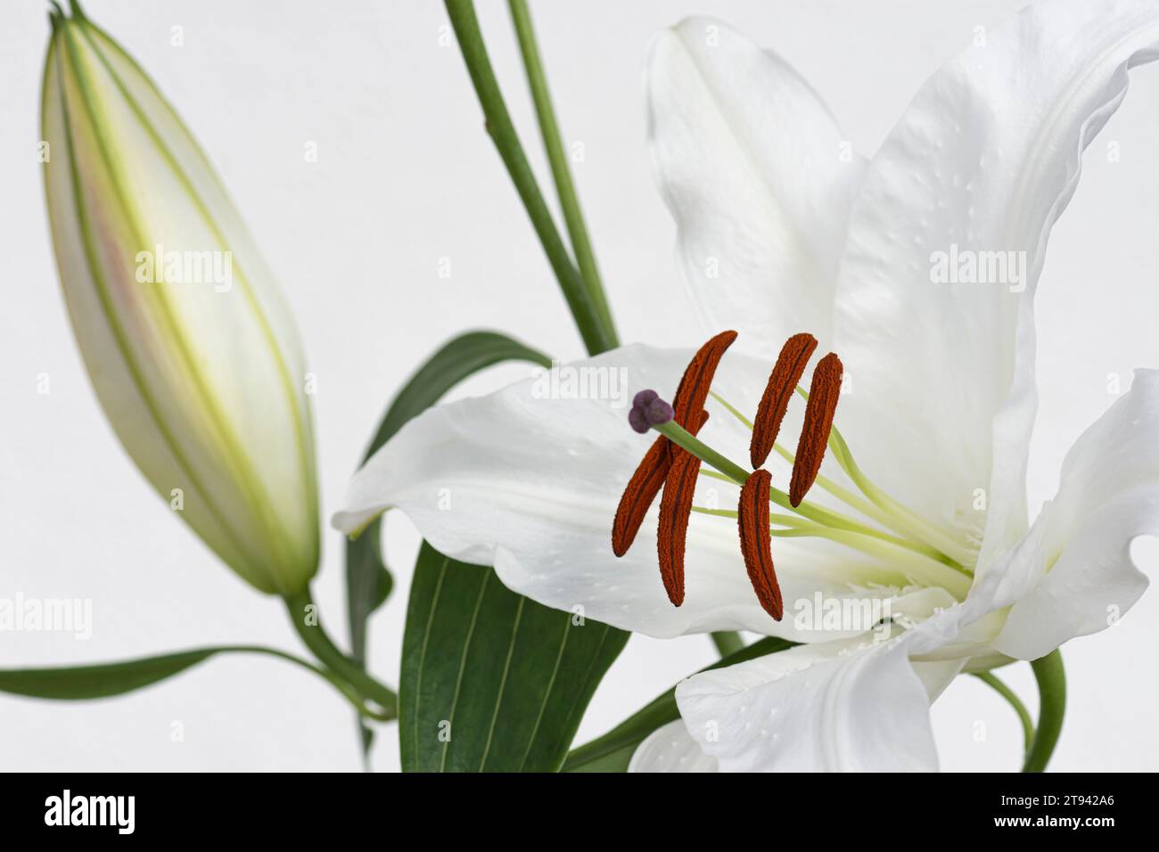 Lily Lilium & bud showing stamens & pollen against the white petals ...
