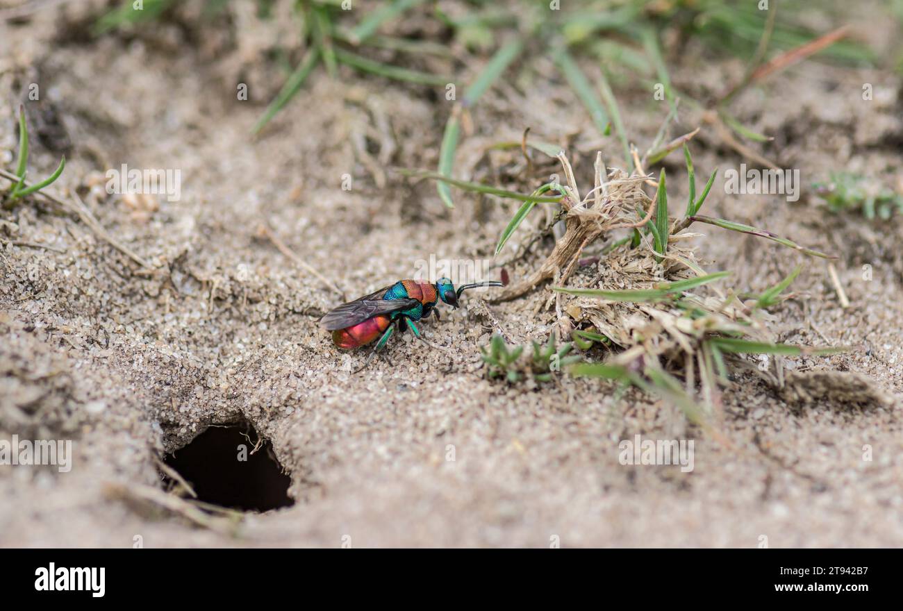 Ruby-tailed wasp Chrysis ignita, Chrysididae, cuckoo wasp, next to a ...
