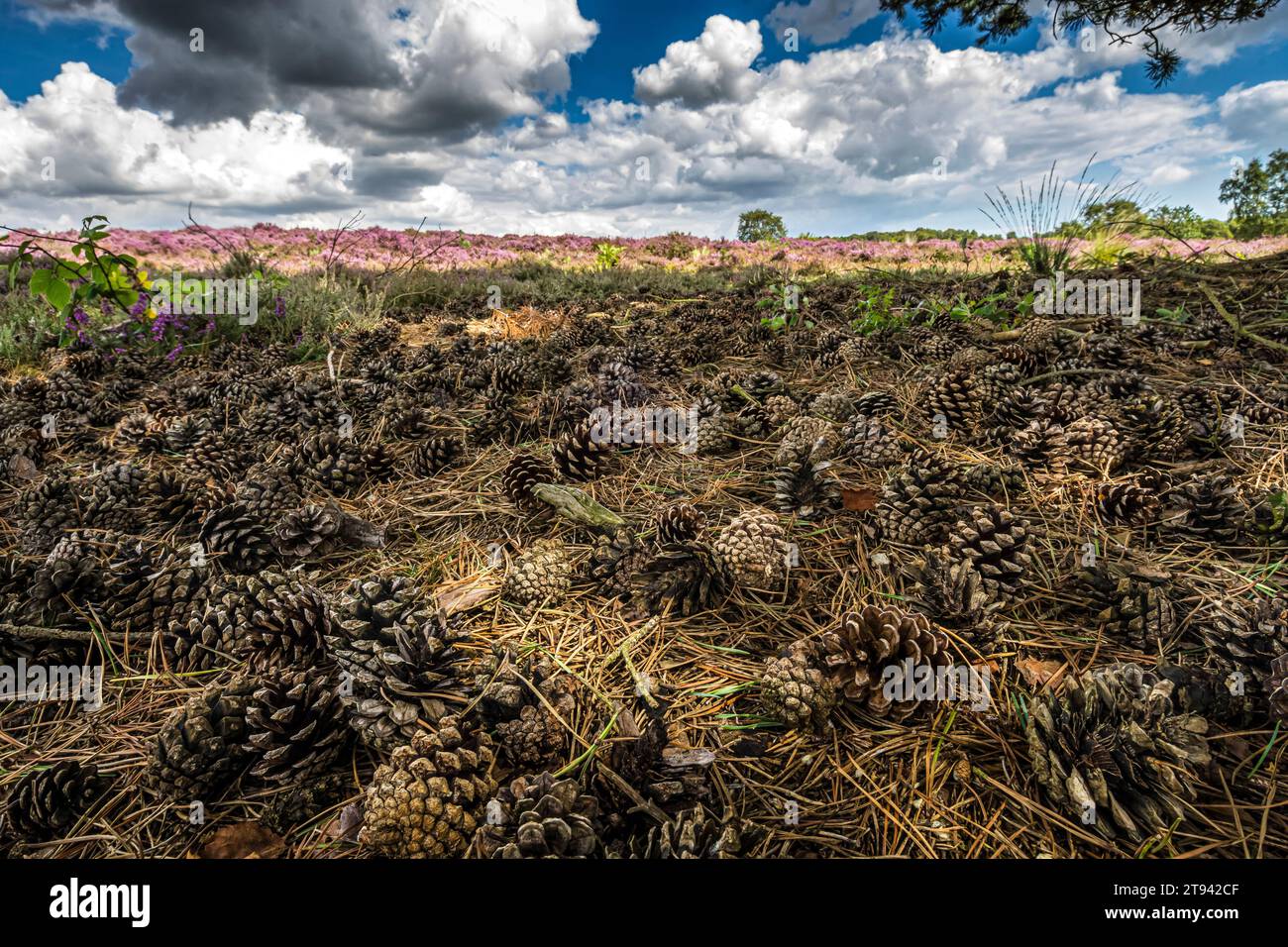 Heather on Dunwich heath viewed from beneath a Scots pine tree with ...