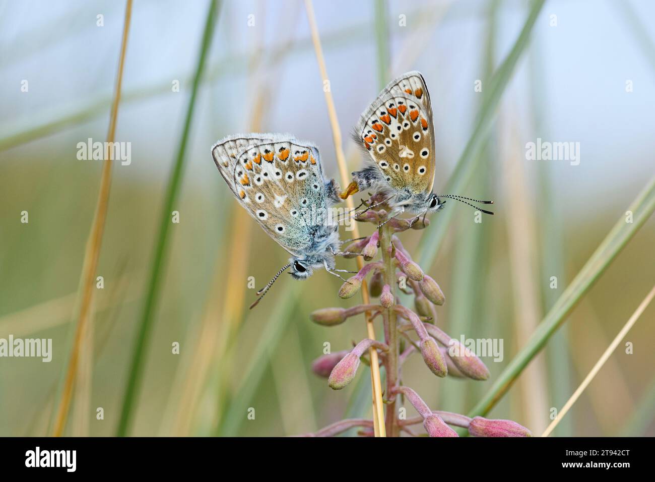 Common Blues Polyommatus icarus, pair mating on reeds in sand dunes ...